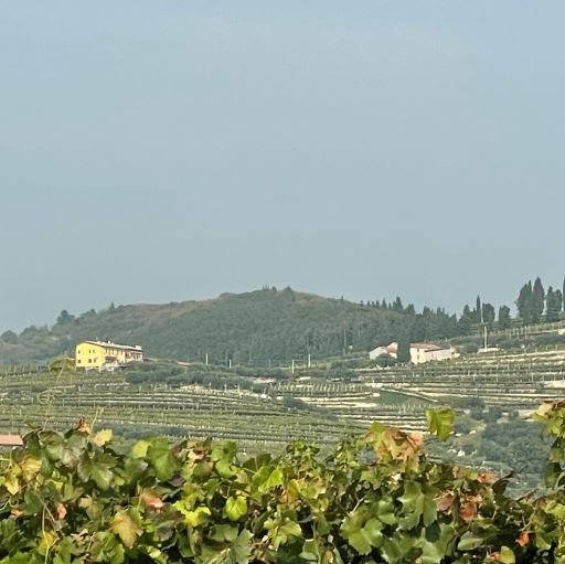 LÆS OM de gode vine fra Valpolicella Classico | AcourA Vin